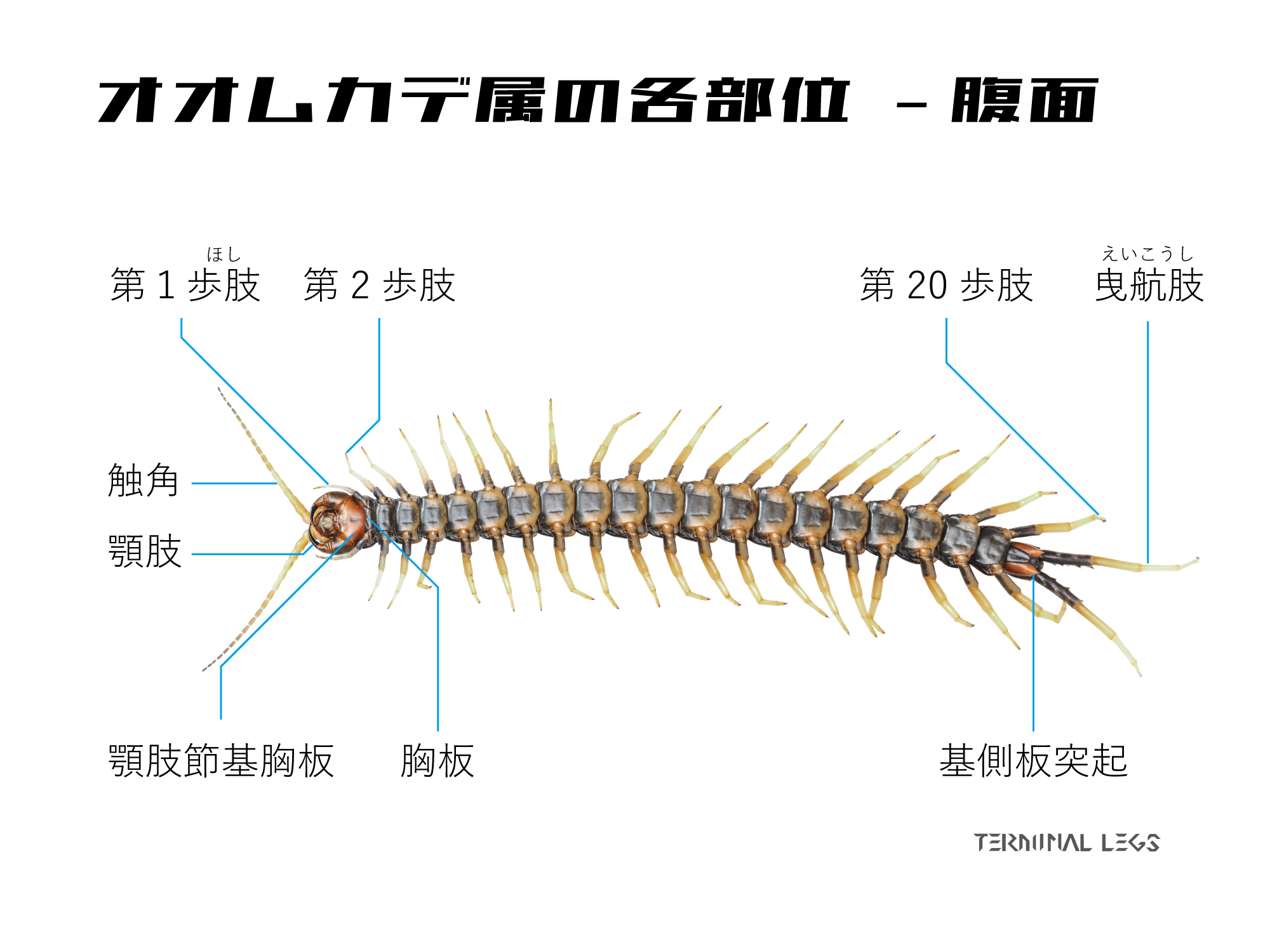 ムカデとは -徹底解説- | Terminal Legs